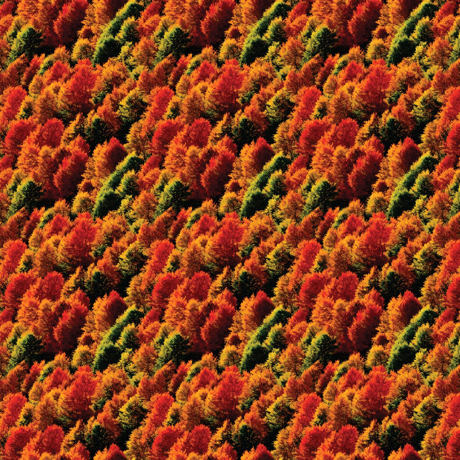 Autumn Trees Pattern Acrylic Sheets – Custom Made Better